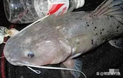 芝麻剑鱼是什么鱼_芝麻剑鱼怎么做好吃-第3张图片-山城妙识