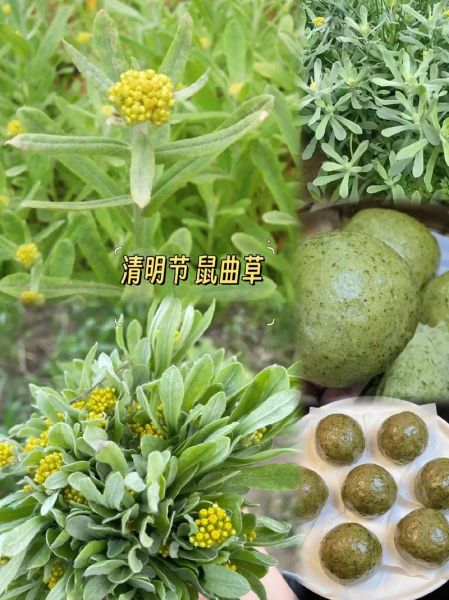清明草的功效与作用_清明草怎么吃效果最好-第2张图片-山城妙识 清明草的功效与作用_清明草怎么吃效果最好-第2张图片-山城妙识
