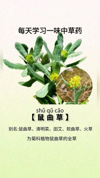清明草的功效与作用_清明草怎么吃效果最好-第1张图片-山城妙识 清明草的功效与作用_清明草怎么吃效果最好-第1张图片-山城妙识
