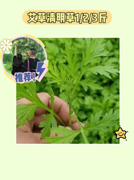 清明草的功效与作用_清明草怎么吃效果最好-第3张图片-山城妙识 清明草的功效与作用_清明草怎么吃效果最好-第3张图片-山城妙识