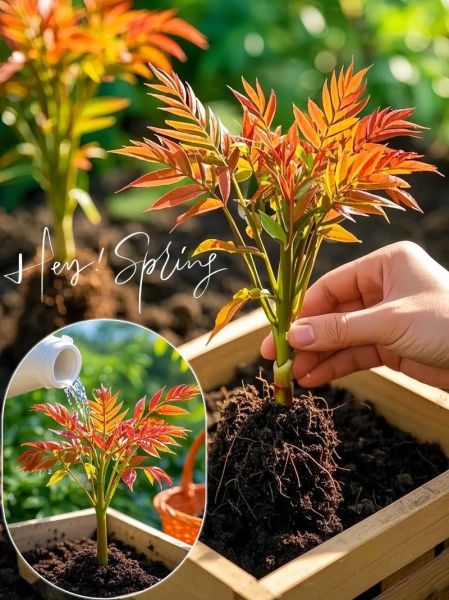 香椿树苗怎么种_香椿树苗种植时间和方法-第2张图片-山城妙识