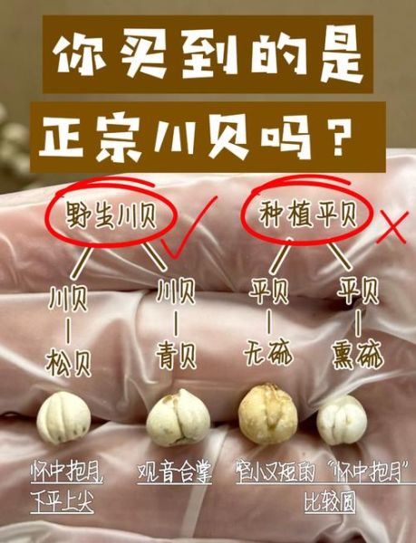 平贝母和川贝母的区别图片_怎么区分真假-第1张图片-山城妙识