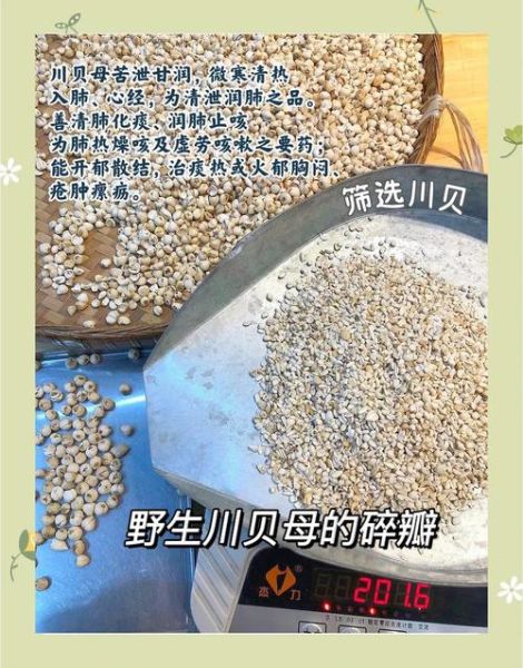 平贝母和川贝母的区别图片_怎么区分真假-第3张图片-山城妙识