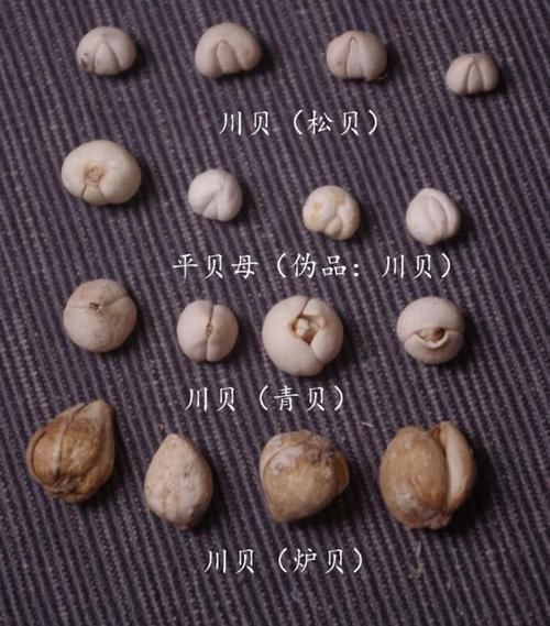 平贝母和川贝母的区别图片_怎么区分真假-第2张图片-山城妙识