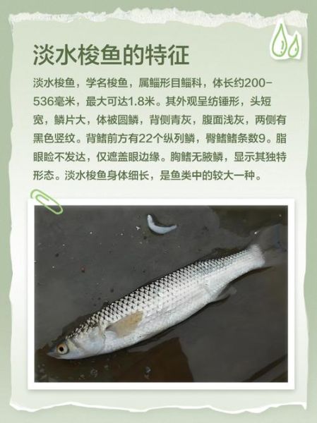 梭鱼的营养价值_梭鱼的功效与作用-第1张图片-山城妙识 梭鱼的营养价值_梭鱼的功效与作用-第1张图片-山城妙识