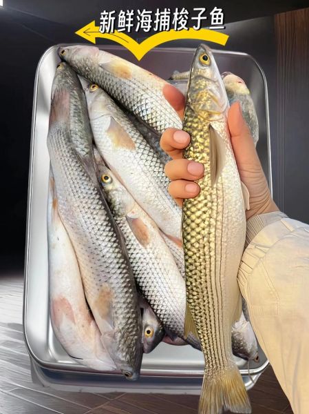 梭鱼的营养价值_梭鱼的功效与作用-第3张图片-山城妙识 梭鱼的营养价值_梭鱼的功效与作用-第3张图片-山城妙识