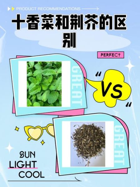 十香菜和荆芥的区别_哪个更香更好吃-第1张图片-山城妙识