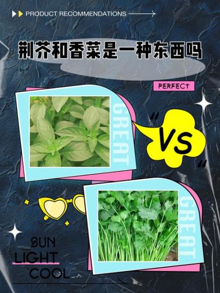 十香菜和荆芥的区别_哪个更香更好吃-第3张图片-山城妙识