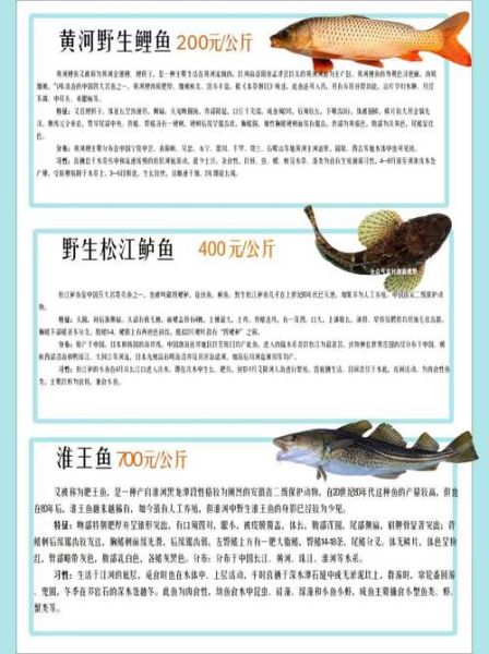 中国最贵的八种鱼有哪些_价格排行榜-第3张图片-山城妙识 中国最贵的八种鱼有哪些_价格排行榜-第3张图片-山城妙识