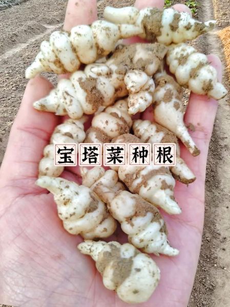 宝塔菜怎么做好吃_宝塔菜的功效与作用-第2张图片-山城妙识