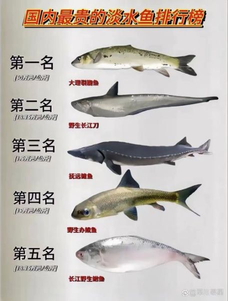 中国最贵的八种鱼有哪些_价格排行榜-第2张图片-山城妙识 中国最贵的八种鱼有哪些_价格排行榜-第2张图片-山城妙识