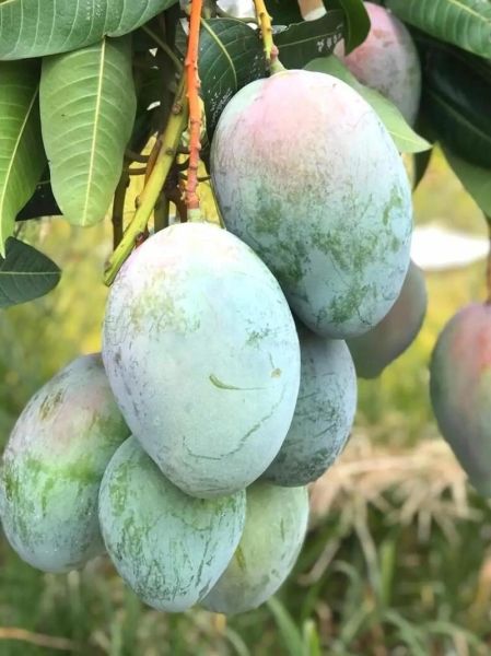 凯特芒果怎么挑_凯特芒果几月份成熟-第1张图片-山城妙识 凯特芒果怎么挑_凯特芒果几月份成熟-第1张图片-山城妙识