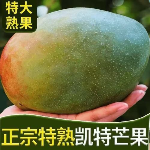 凯特芒果怎么挑_凯特芒果几月份成熟-第3张图片-山城妙识 凯特芒果怎么挑_凯特芒果几月份成熟-第3张图片-山城妙识