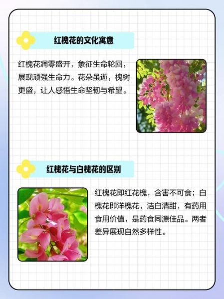 红槐花的功效与作用_红槐花禁忌有哪些-第2张图片-山城妙识