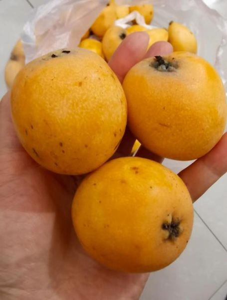 止咳化痰吃什么水果_枇杷和梨哪个更有效-第2张图片-山城妙识