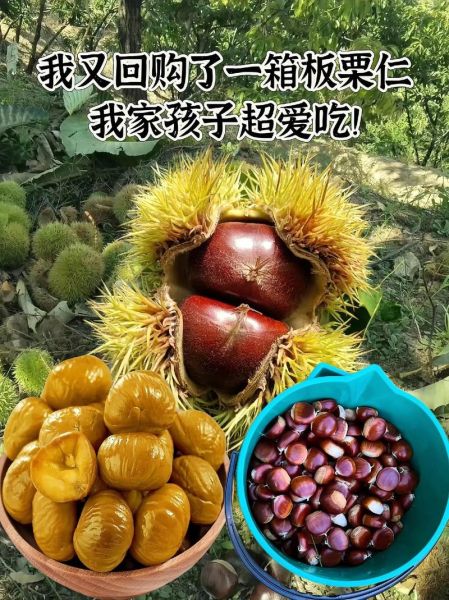 板栗的功效与作用_板栗怎么做好吃-第2张图片-山城妙识 板栗的功效与作用_板栗怎么做好吃-第2张图片-山城妙识