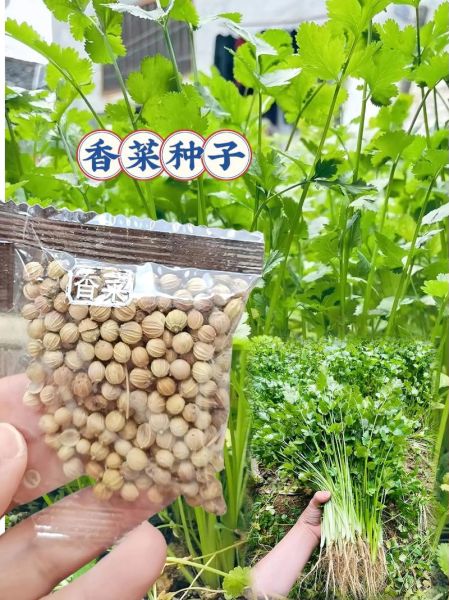 香菜籽别名有哪些_香菜籽与芫荽籽一样吗-第2张图片-山城妙识