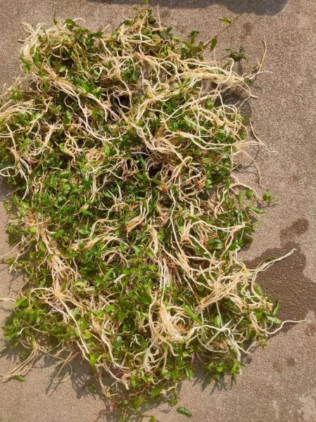 半边莲的功效与作用有哪些_半边莲能治疗什么病-第2张图片-山城妙识