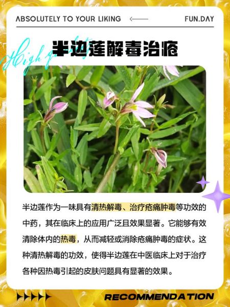 半边莲的功效与作用有哪些_半边莲能治疗什么病-第1张图片-山城妙识