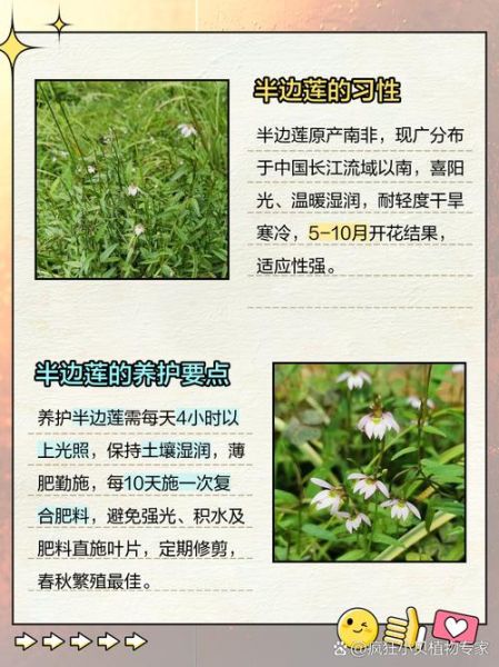 半边莲的功效与作用有哪些_半边莲能治疗什么病-第3张图片-山城妙识