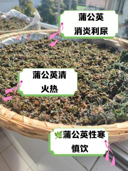 女性长期喝蒲公英好吗_蒲公英茶对女性的副作用-第2张图片-山城妙识 女性长期喝蒲公英好吗_蒲公英茶对女性的副作用-第2张图片-山城妙识