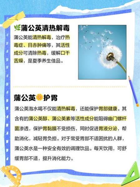 女性长期喝蒲公英好吗_蒲公英茶对女性的副作用-第3张图片-山城妙识 女性长期喝蒲公英好吗_蒲公英茶对女性的副作用-第3张图片-山城妙识