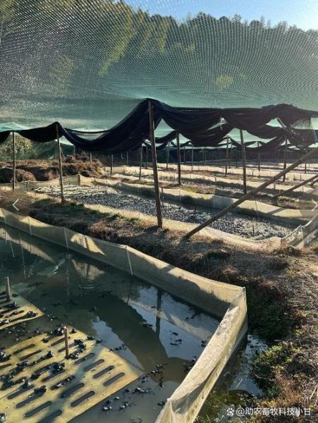 牛蛙养殖场选址要求_牛蛙养殖技术难点-第1张图片-山城妙识