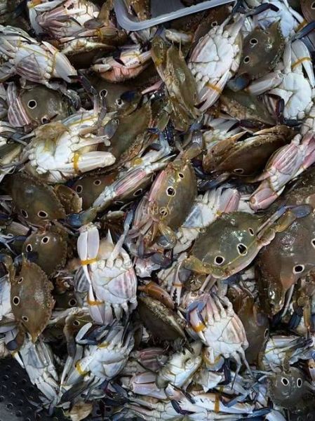 三点蟹多少钱一斤_三点蟹价格行情-第2张图片-山城妙识