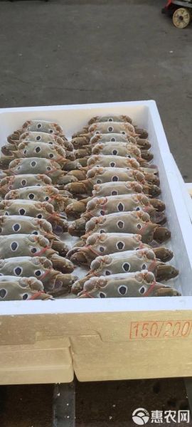 三点蟹多少钱一斤_三点蟹价格行情-第3张图片-山城妙识