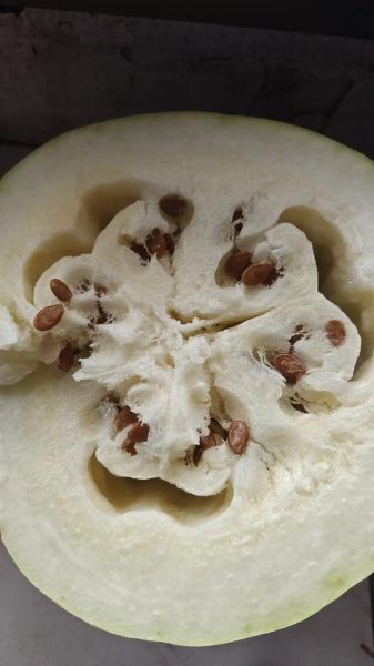 雪里红西瓜怎么种_雪里红西瓜好吃吗-第3张图片-山城妙识 雪里红西瓜怎么种_雪里红西瓜好吃吗-第3张图片-山城妙识