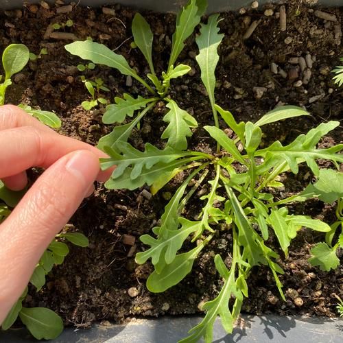 芝麻菜要不要焯水_芝麻菜焯水还是直接吃-第3张图片-山城妙识