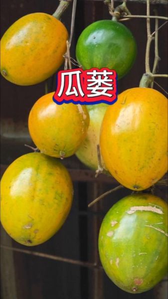 野生瓜蒌图片_如何辨别真假野生瓜蒌-第1张图片-山城妙识