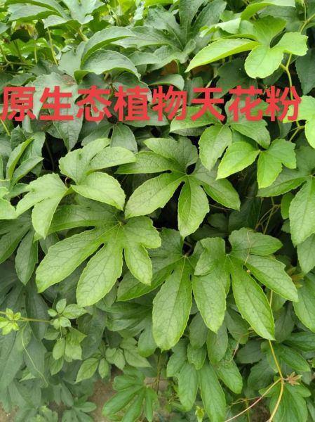 野生瓜蒌图片_如何辨别真假野生瓜蒌-第3张图片-山城妙识