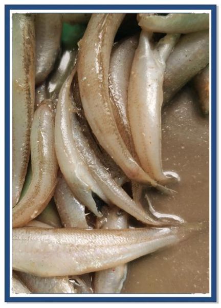 脆炸粉炸鱼怎么做_炸鱼酥脆不软塌的秘诀-第1张图片-山城妙识