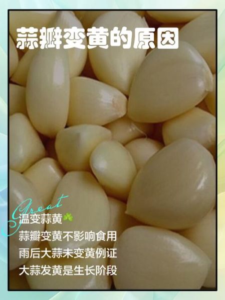 蒜黄的营养价值_蒜黄有哪些功效与作用-第3张图片-山城妙识 蒜黄的营养价值_蒜黄有哪些功效与作用-第3张图片-山城妙识
