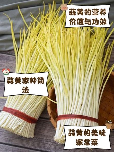 蒜黄的营养价值_蒜黄有哪些功效与作用-第1张图片-山城妙识 蒜黄的营养价值_蒜黄有哪些功效与作用-第1张图片-山城妙识