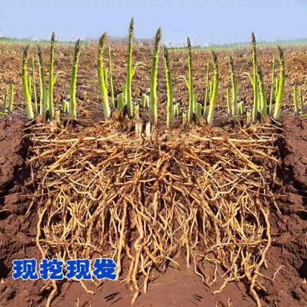 芦笋全株图片_如何辨别新鲜芦笋-第2张图片-山城妙识