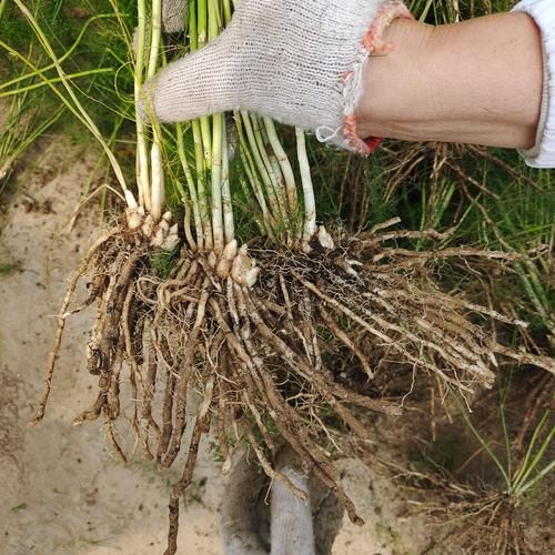 芦笋全株图片_如何辨别新鲜芦笋-第3张图片-山城妙识