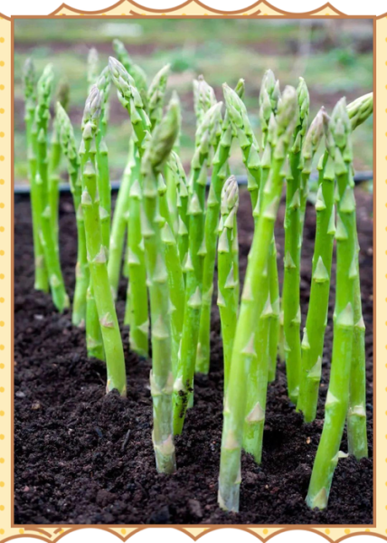 芦笋全株图片_如何辨别新鲜芦笋-第1张图片-山城妙识