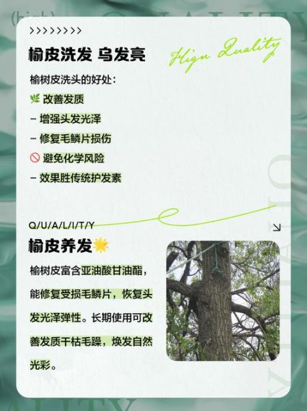 榆树皮熬水治皮肤病吗_榆树皮熬水怎么用-第2张图片-山城妙识