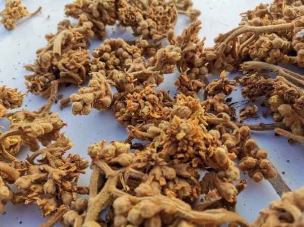 枇杷花煮水的禁忌_什么人不能喝-第3张图片-山城妙识