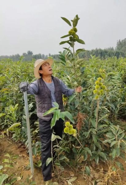 板栗树怎么种_板栗树几年结果-第2张图片-山城妙识 板栗树怎么种_板栗树几年结果-第2张图片-山城妙识