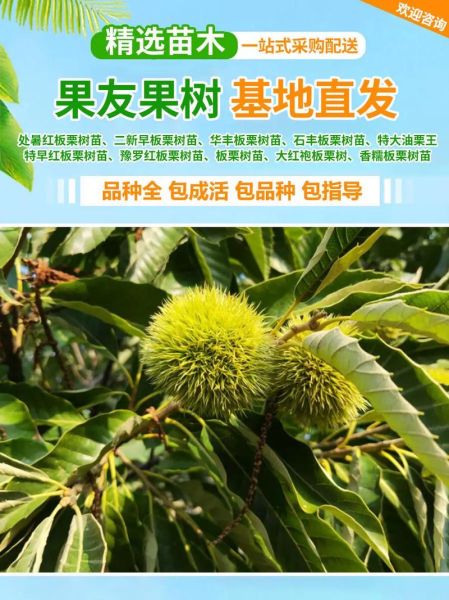 板栗树怎么种_板栗树几年结果-第1张图片-山城妙识 板栗树怎么种_板栗树几年结果-第1张图片-山城妙识