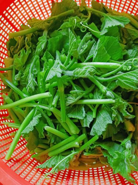 南瓜苗的营养价值_南瓜苗怎么吃最健康-第3张图片-山城妙识