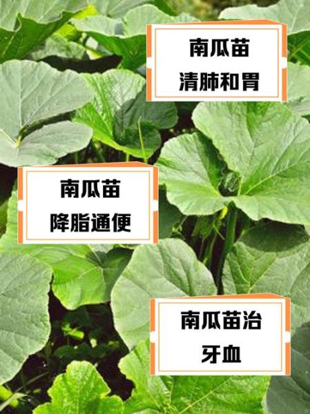 南瓜苗的营养价值_南瓜苗怎么吃最健康-第2张图片-山城妙识
