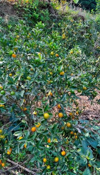 咸金桔怎么保存_咸金桔的功效与作用-第3张图片-山城妙识