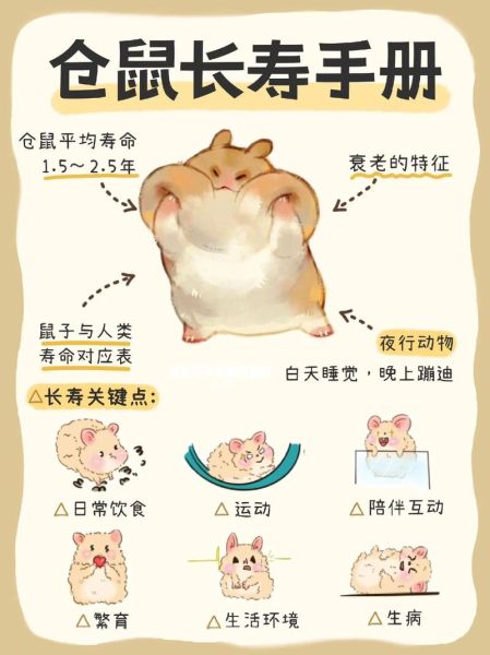 怎么养仓鼠_新手第一次养仓鼠要注意什么-第2张图片-山城妙识 怎么养仓鼠_新手第一次养仓鼠要注意什么-第2张图片-山城妙识