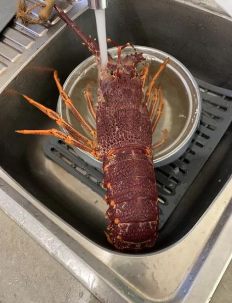 澳洲大龙虾怎么做好吃_家常做法大全-第3张图片-山城妙识 澳洲大龙虾怎么做好吃_家常做法大全-第3张图片-山城妙识