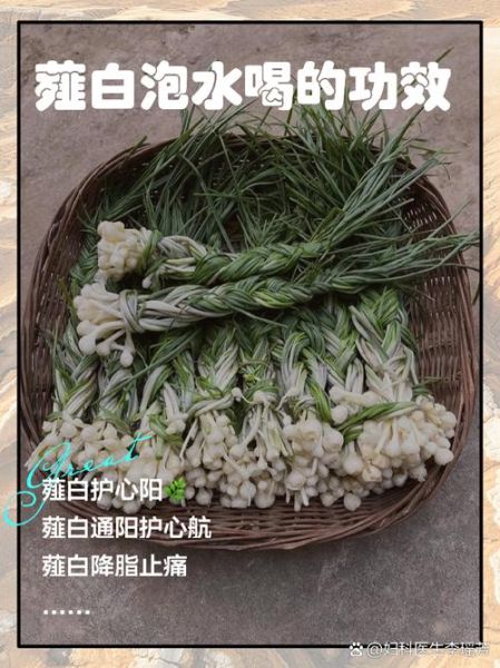 薤白是什么东西_薤白和藠头一样吗-第3张图片-山城妙识 薤白是什么东西_薤白和藠头一样吗-第3张图片-山城妙识