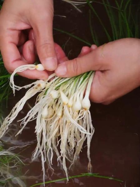 薤白是什么东西_薤白和藠头一样吗-第2张图片-山城妙识 薤白是什么东西_薤白和藠头一样吗-第2张图片-山城妙识